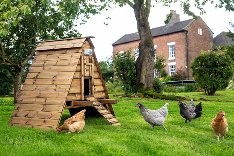 Top Tips for Keeping Chickens & Starter Chicken Houses -Smiths ...