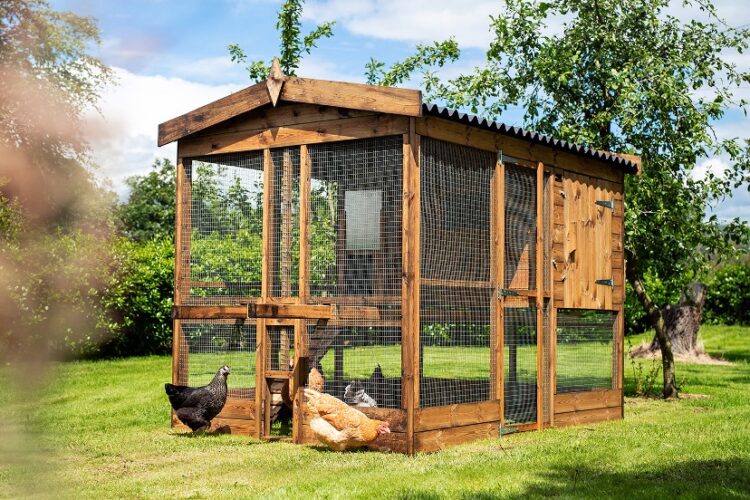 Top Tips for Keeping Chickens & Starter Chicken Houses -Smiths ...