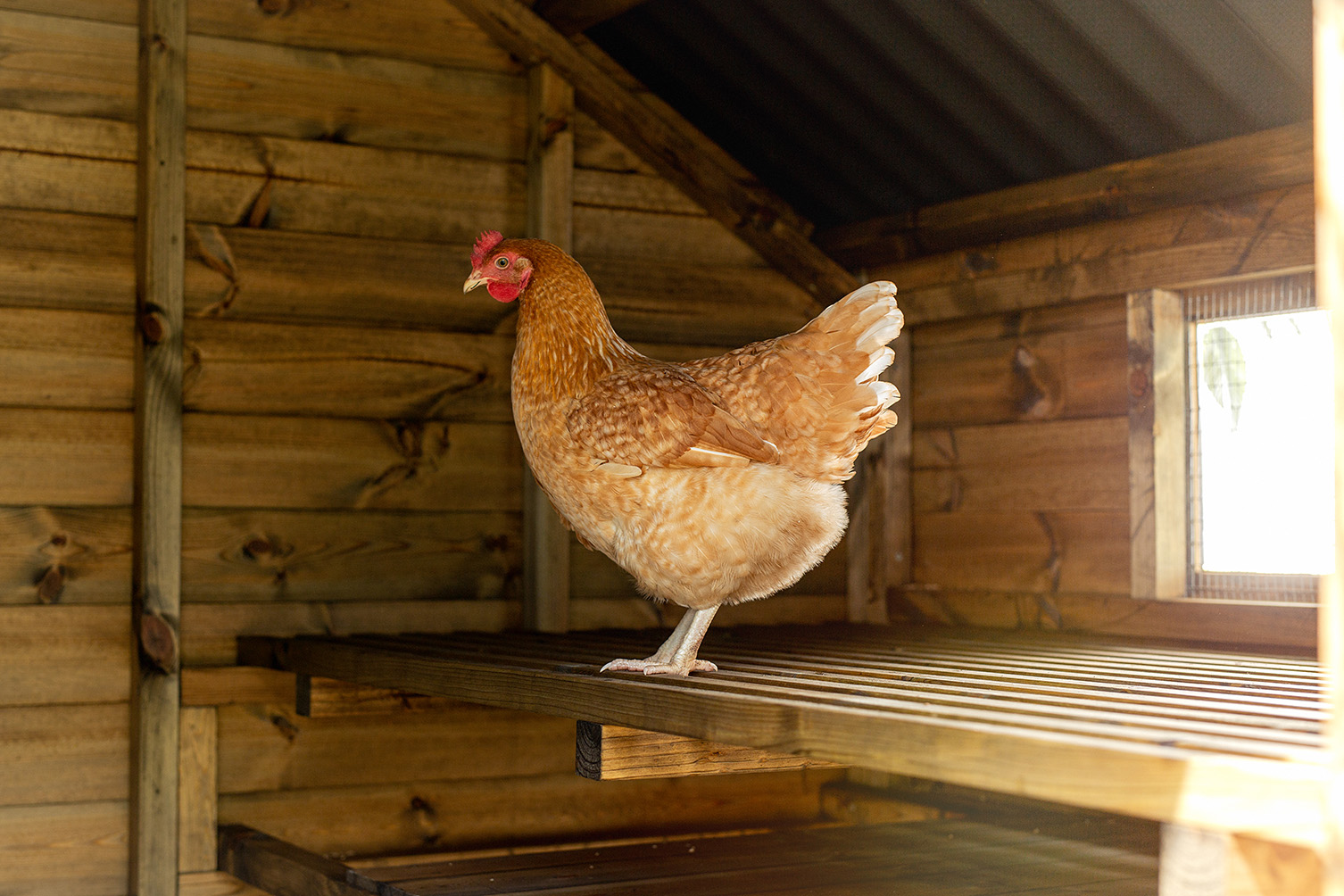 High Quality Large Chicken Houses for Sale UK - Smiths Sectional Buildings