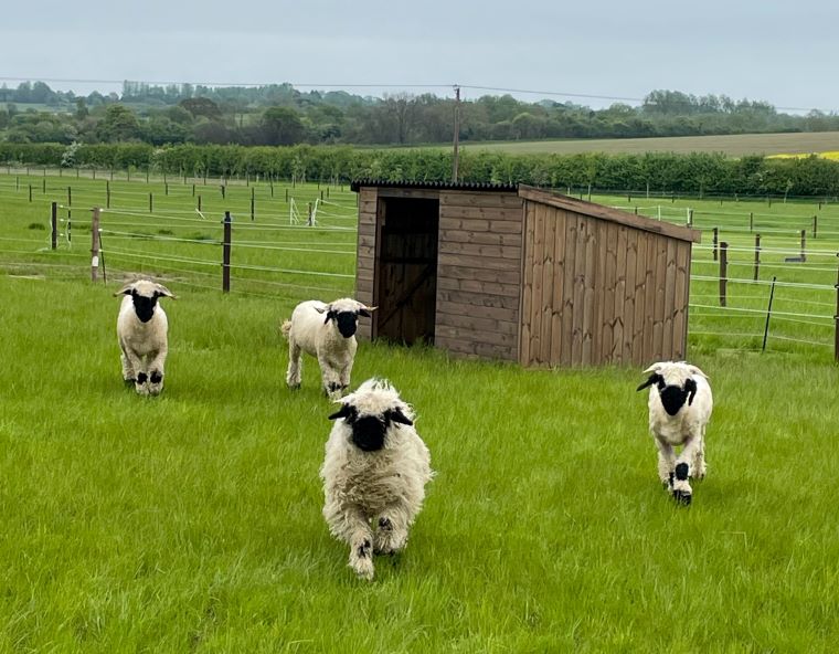 8 x 6 Sheep and Goat Shelter - Smiths Sectional Buildings