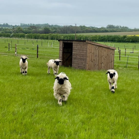 Bespoke Sheep & Goat Shelters - Smiths Sectional Buildings